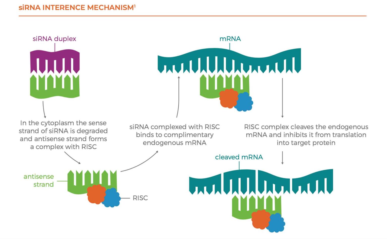 Therapeutic Oligonucleotide Metabolite Identification
